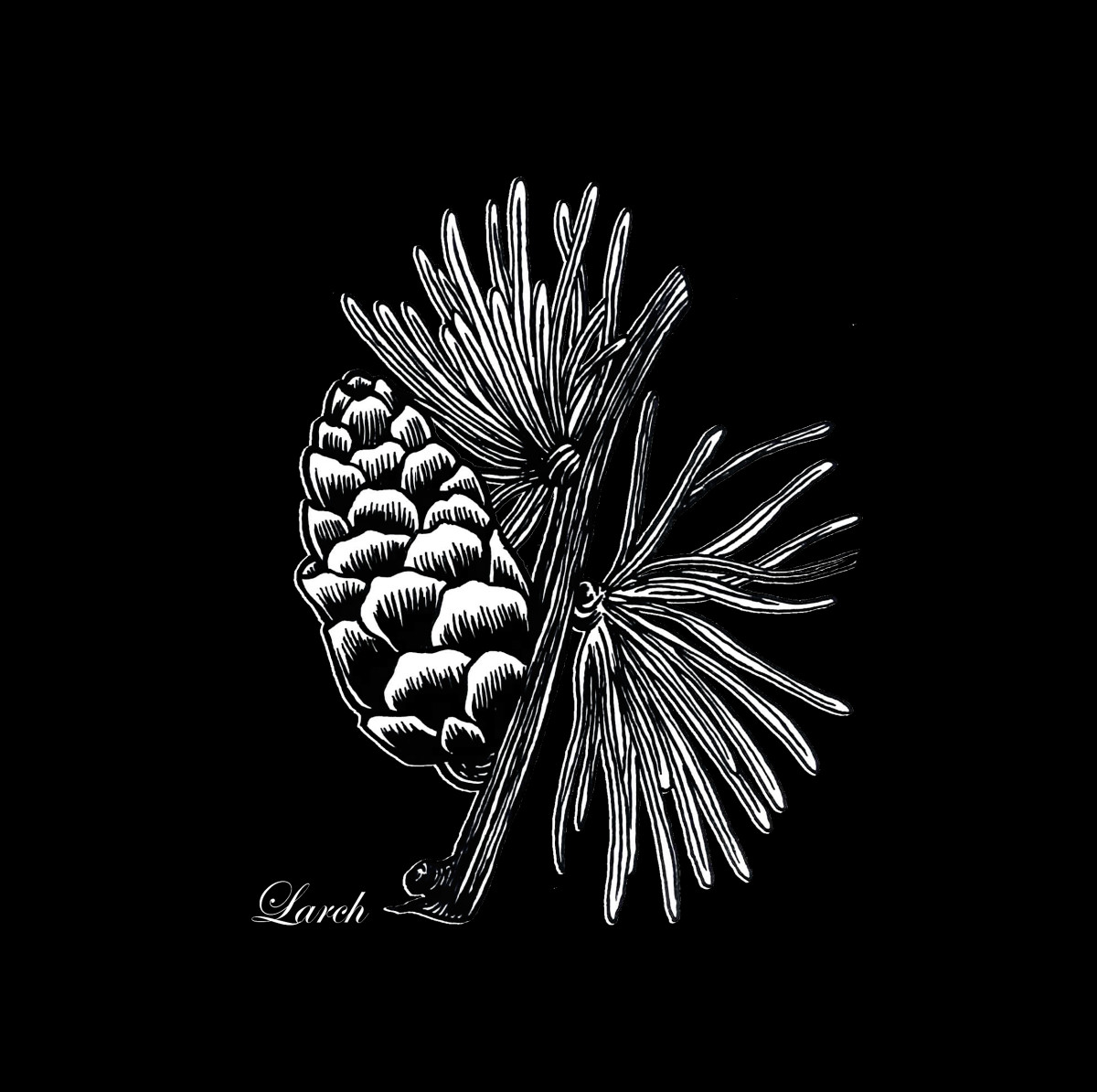 Larch - The Bach Flowers