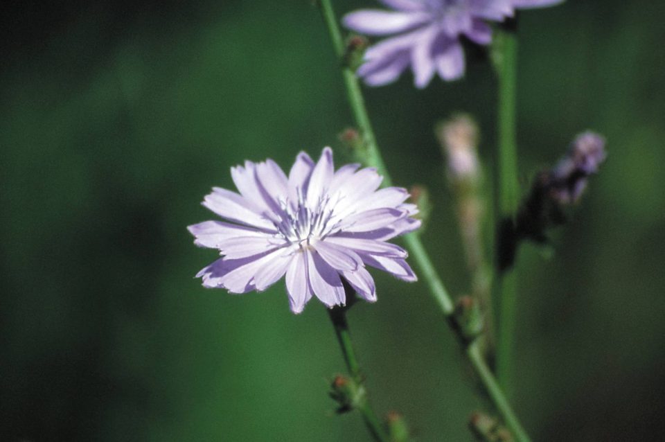 Chicory - The Bach Flowers