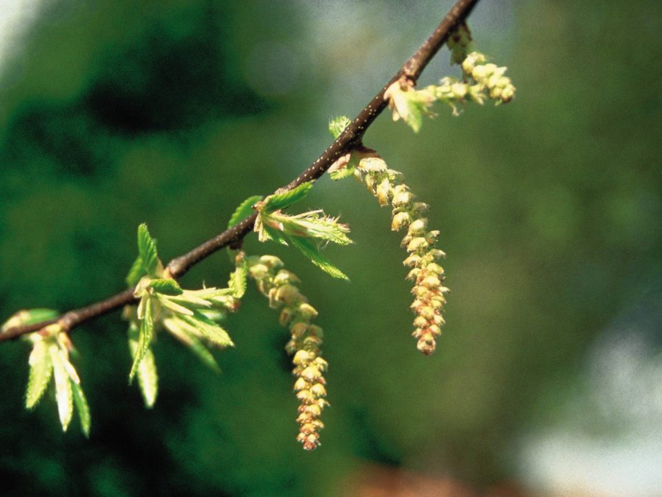 Hornbeam - The Bach Flowers